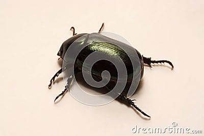 Close Up View Of Beetles Are A Group Of Insects That Form The Order