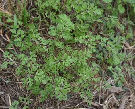 Common Garden Weeds In Southern California Greg Alders Yard Posts