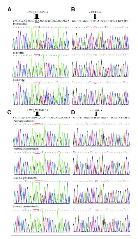 Sanger Sequencing Chromatograms Of Flt4 C 3323 3325del And C 1504g A Download Scientific