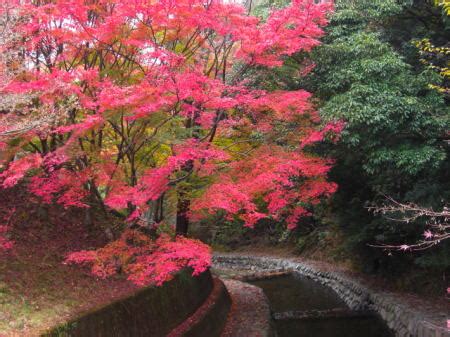 竜門峡紅葉