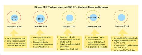 Diverse Functional Profile Of Different Cd8 T Cell States In