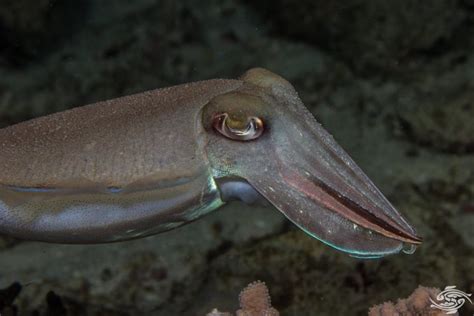 Cuttlefish Facts Video And Photographs Seaunseen