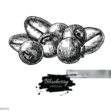 블루베리 벡터 그림입니다 절연된 손으로 흰 배경에 베리 힙 그려 여름 과일 빌베리 과일에 대한 스톡 벡터 아트 및 기타 이미지 빌베리 과일 블루베리 드로잉 Istock