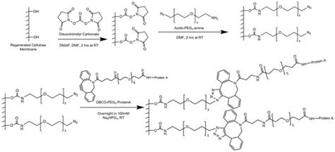 Preparation Of Protein A Membrane Adsorbers Using Strain Promoted