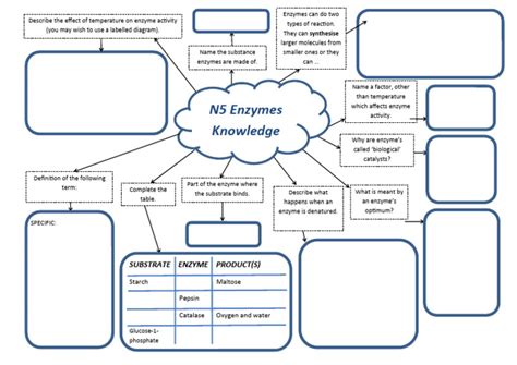 Enzymes Mind Map Pdf Enzyme Molecular Biophysics