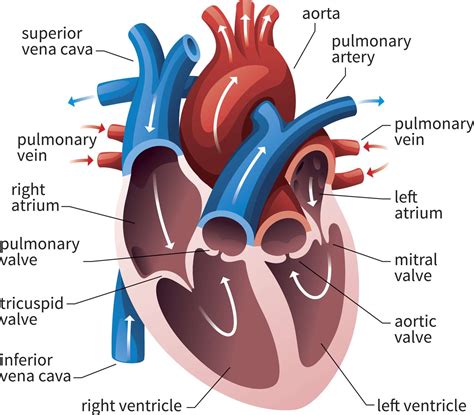Semilunar Valve Diagram