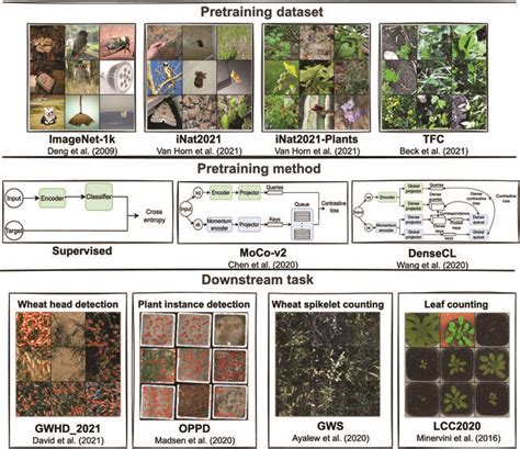 benchmarking deep learning methods for more accurate plant phenotyping