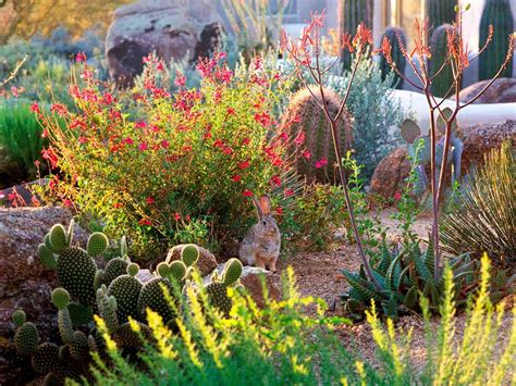 Best Outdoor Plants For The Desert At Lavon Sotelo Blog