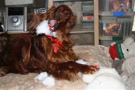 Irish Setter PICTURE GALLERY Irish Setters Australia