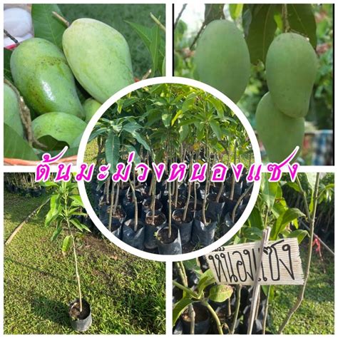 ต้นมะม่วงมันหนองแซง เสียบยอด รสชาติมัน อร่อย ปลูกง่าย ปลูกไม่ถึง1ปีติดผล ขนาด 60ซม Shopee