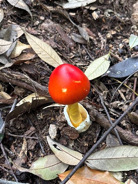 観音岳・筒ヶ岳 ミエコさんの小岱山（筒ヶ岳）・観音岳・丸山の活動データ Yamap ヤマップ