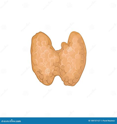 Structure Thyroid Gland Histological Structure Of Thryoid Follicle Thyroid Or Epithelial Cells