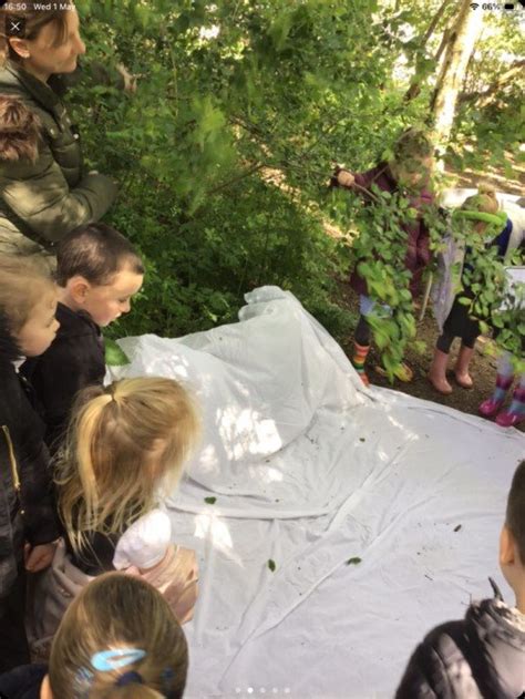 Eyfs Tree Shake Tree Councils Young Tree Champions