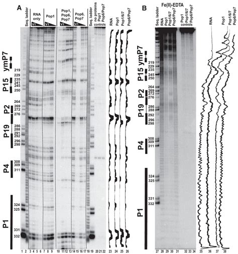Footprinting Analysis Of Interactions Between The Largest Eukaryotic Rnase P Mrp Protein Pop1