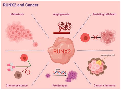 Runx2 And Cancer