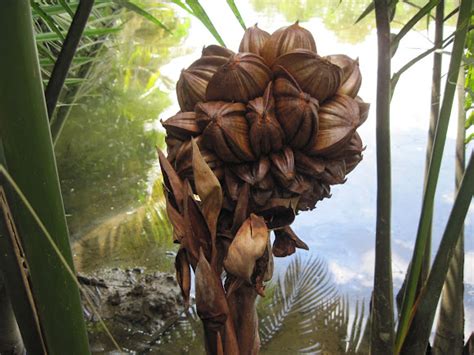 Nipa Palm Philippines Project Noah