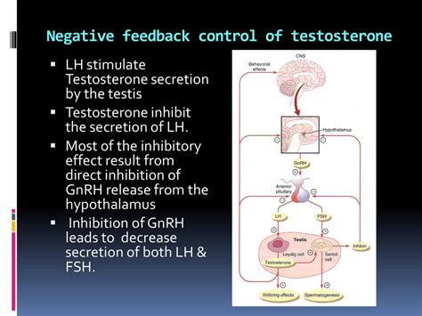 Lecture 1 Hypothalamic And Pituitary Gonadal Axis Ppt Download