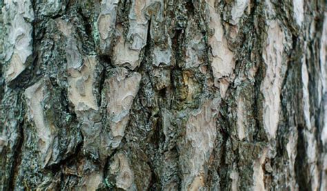 The Texture Of The Bark Of An Old Tree The Constituent Components