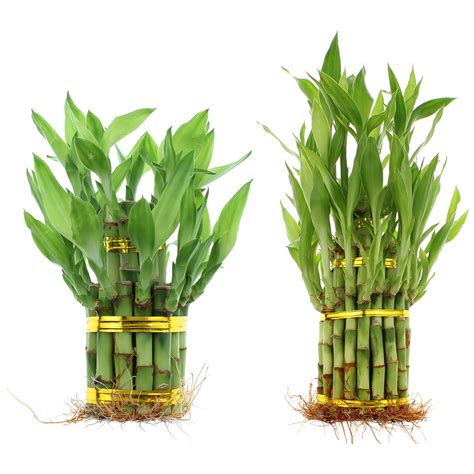 Lucky Bamboo Starter Packages Retail Starter Kits Wholesale Bamboo
