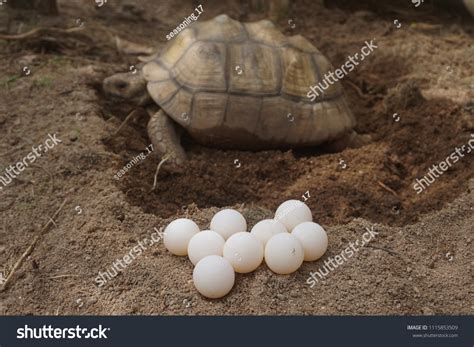 Tortoise Eggs 3 342 Images Photos Et Images Vectorielles De Stock