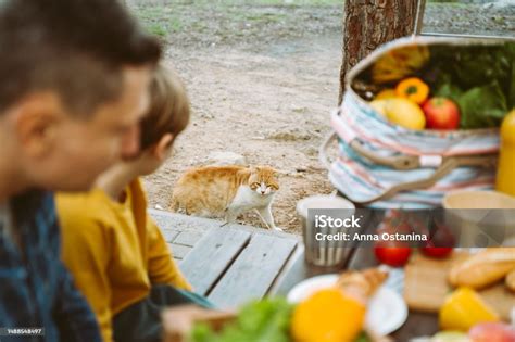 아버지 아빠 학교 아이 소년 아이는 야채 주스 커피 크로와상과 함께 숲 캠핑장에서 고양이와 함께 피크닉을 하고 있다 신선한 유기농 채소가 빵 바게트로 둘러싸여 있습니다 2