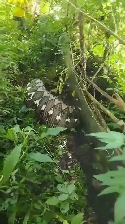 King Python🐍🐍 Youtube