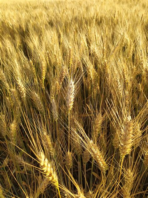 Ръж Класчета Житни Класове Житно Безплатни фотографии на Pixabay Pixabay