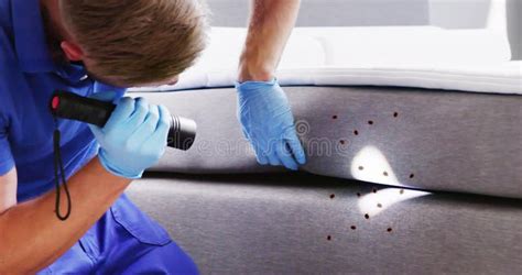 Exterminator Checking Bed Bugs For Treatment Stock Image Image Of Panoramic Indoor 316195339 Exterminator Checking Bed Bugs For Treatment Stock Image Image Of Panoramic Indoor 316195339