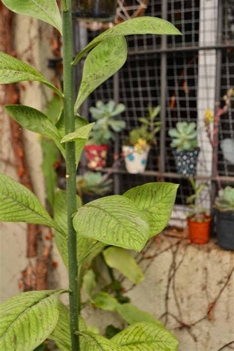 Euphorbia Umbellata Lechero Africano Propiedades Farmacológicas