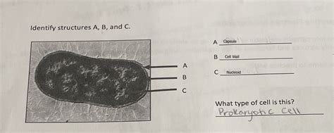 Solved Interpreting Electron Micrographs Identify Structures A B And C Course Hero