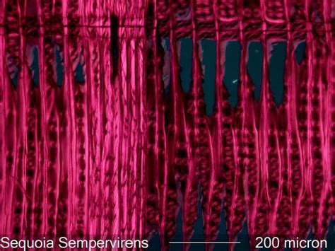 Sequoia Sempervirens Sequoia