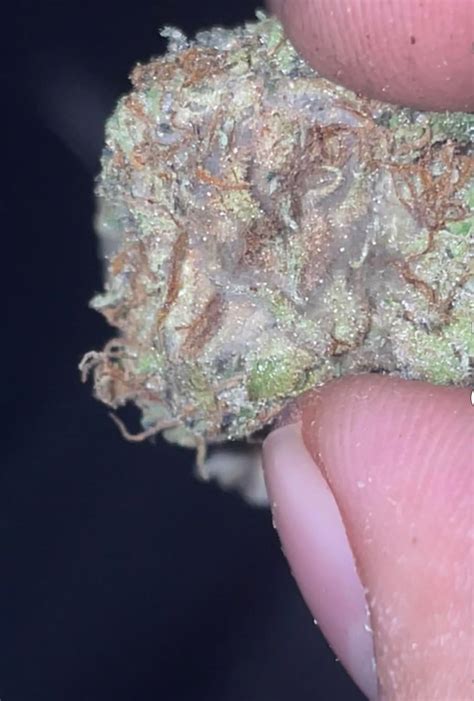 Bud Rot Mold Weed Has Armpit Taste And Weird Smell R Weedgrower