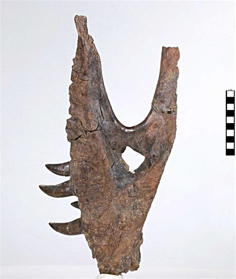 Featured Fossil