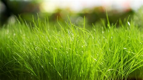 Grass Desktop Wallpapers Top Free Grass Desktop Backgrounds