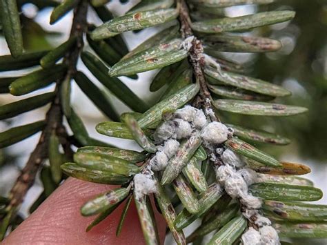 19 Damaging Invasive Insects You Should Kill On Sight Plantisima
