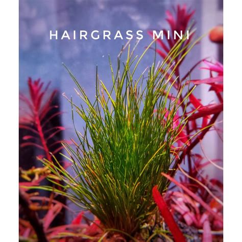 Hairgrass Mini ใบน้ำแล้วมีรากพร้อมลงปลูก Shopee Thailand