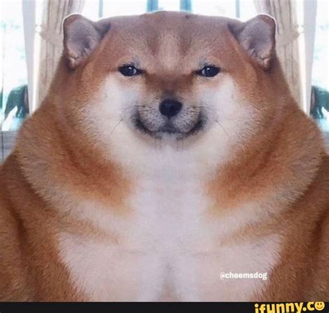 Cheemse Memes Best Collection Of Funny Cheemse Pictures On Ifunny