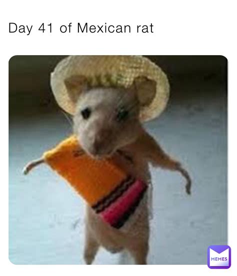 Day 36 Of Mexican Rat 💀 Mexican Rat King Memes