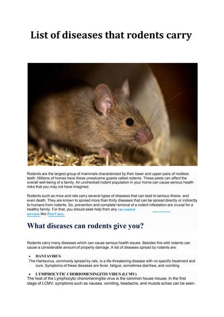 Rodents And Disease Pptx