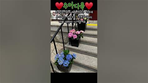 ♥️수아다육♥️ 다육이언니🤗 수아다육 가평 대원사 수국 다육이 다육식물 Succulent 多肉植物 반려식물