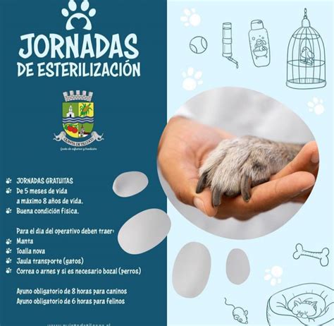 Realizarán Jornadas Gratuitas De Esterilización Para Perros Y Gatos En Quinta De Tilcoco