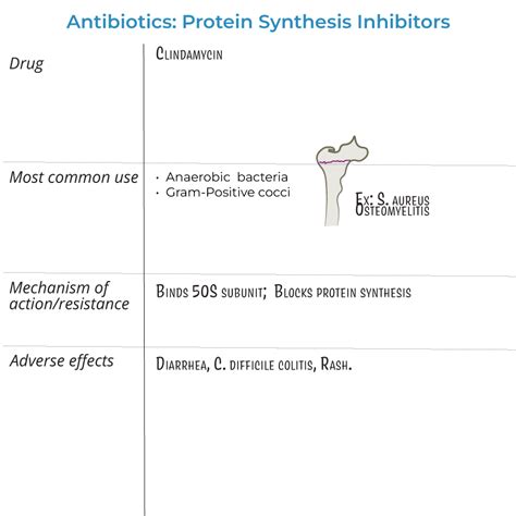 Immunology Microbiology Glossary Clindamycin Ditki Medical And Biological Sciences