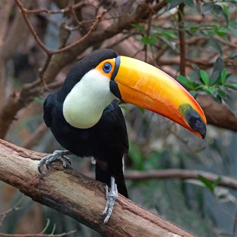 Toco Tucano Ramphastos Toco Foto Premium
