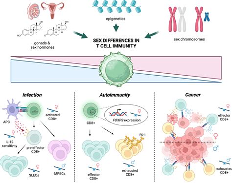 Sex Differences In Cd8 T Cell Responses During Adaptive Immunity Layug 2024 Wires