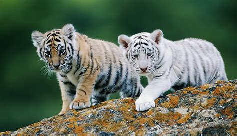 Tigre De Bengala Bebe