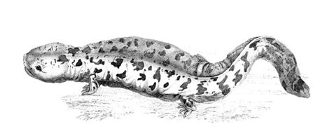Hellbender Salamander Drawing