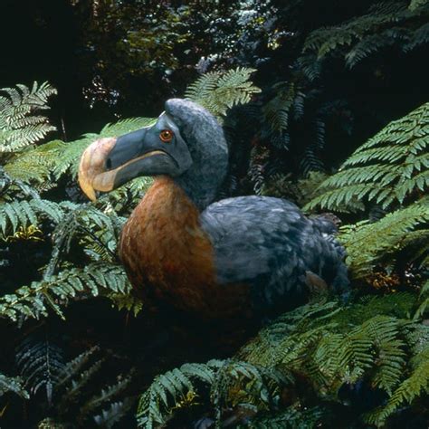 Cia Is Bringing Back The Dodo Bird From Extinction Heres Why