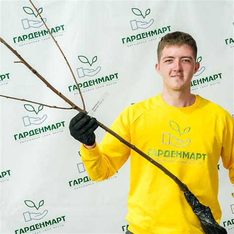 Вишня карликовая Зимний гранат купить в Казахстане, цена 4078 тенге ...