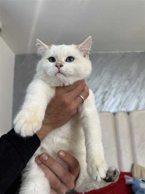 Британска късокосместа чинчила Colorpoint гр София 7 ми 11 ти