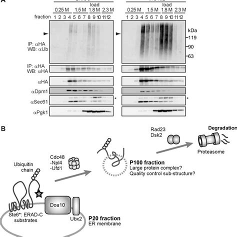 Subcellular Fractionation Assay Reveals That The Extraction Of